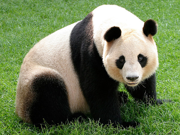 CONFIRMED: GIANT PANDA MOVING FROM SAN FRANCISCO TO BOSTON ZOO | The ...