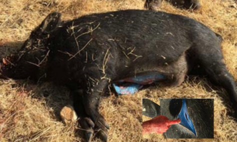 CALIFORNIA RANCHERS DISCOVER PIG WITH FLUORESCENT BLUE FAT, FILAMS ...