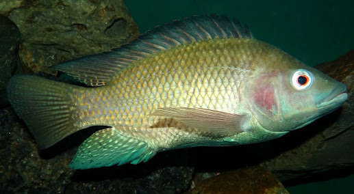 How To Protect Yourself From Getting HIV From Tilapia And Other Fish ...