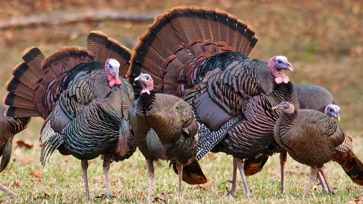 THIS YEAR, 46 MILLION TURKEYS WILL BE PARDONED! | The Adobo Chronicles