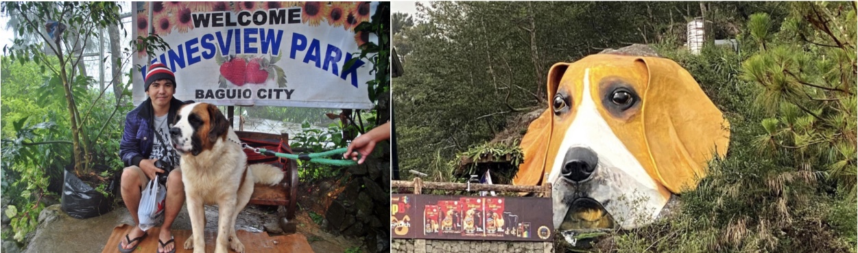Baguio City: The St. Bernard Barks At The Beagle! | The Adobo Chronicles